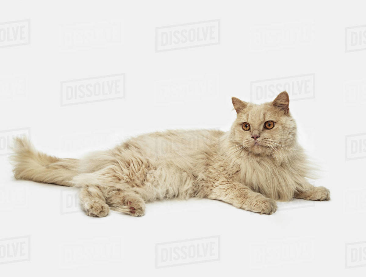 Cat laying on white background - Stock Photo - Dissolve