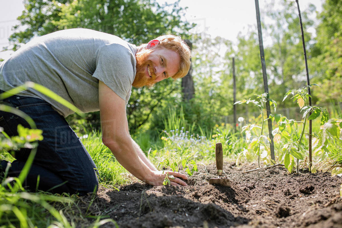 Portrait smiling, confident man with beard planting vegetables in sunny ...