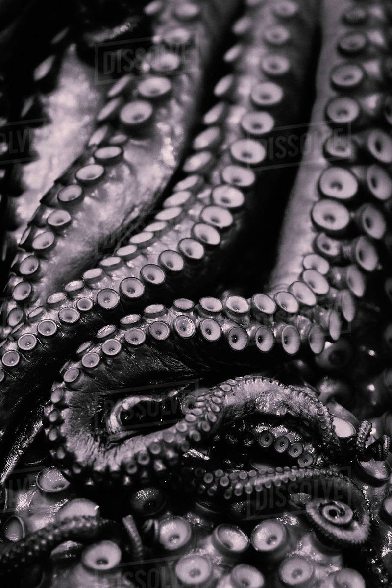 Close up octopus tentacles - Stock Photo - Dissolve