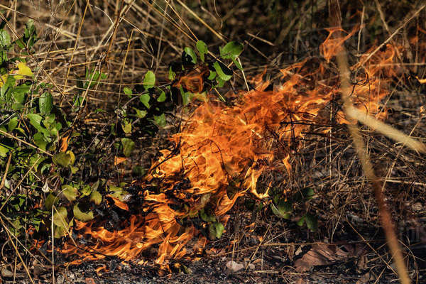 Preventative patch burning fire - Stock Photo - Dissolve