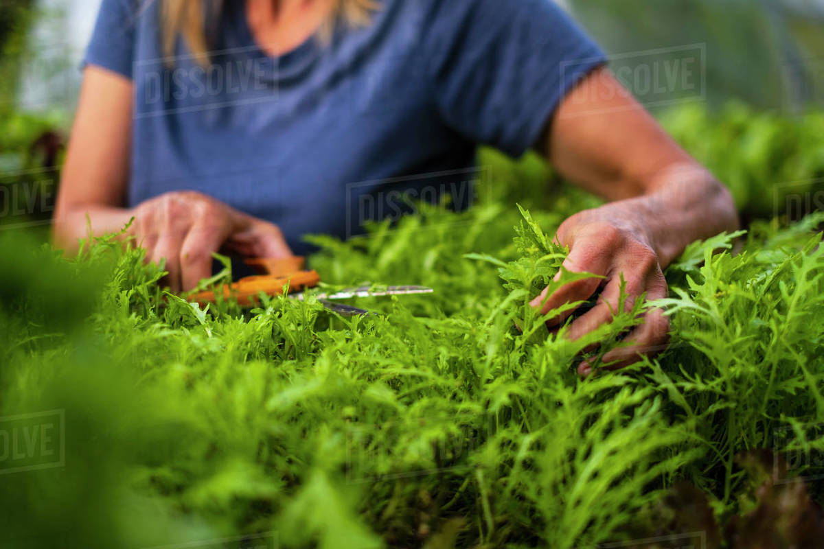 Close up woman trimming vegetable plant - Stock Photo - Dissolve