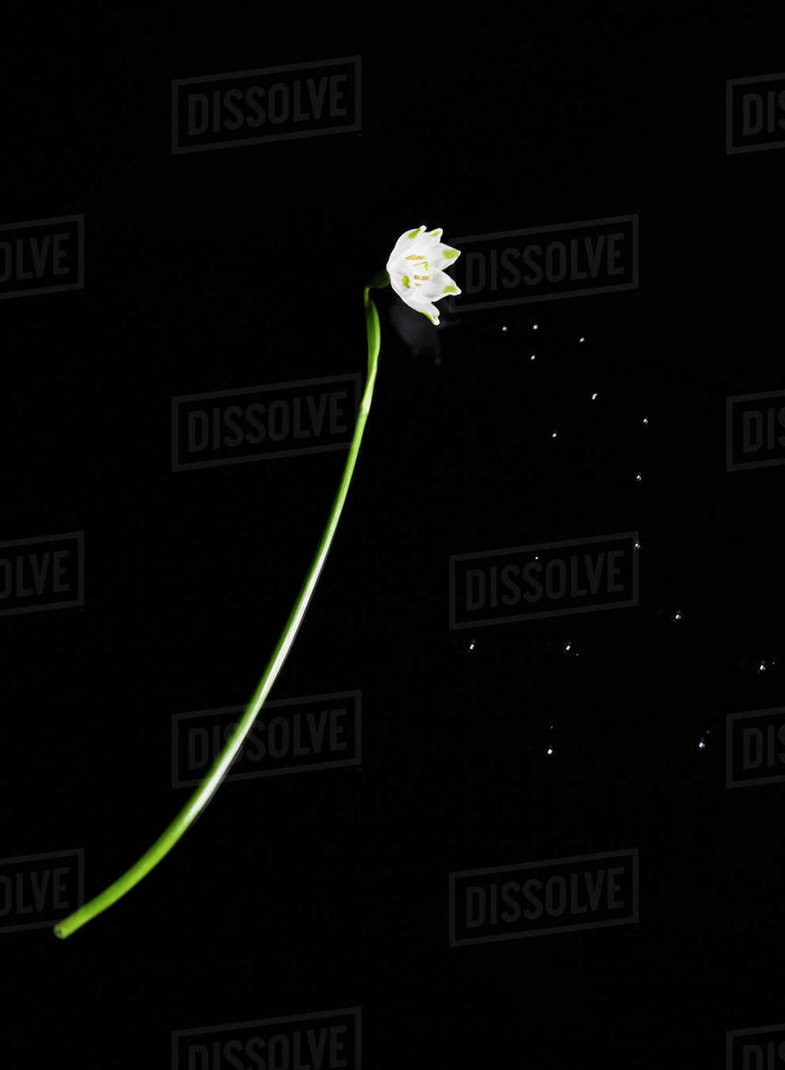 Pollen falling from white flower - Royalty-free Stock Photo | Dissolve