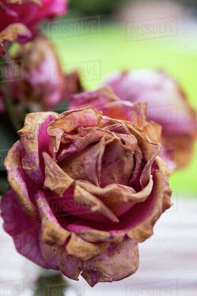 Close up decaying pink rose - Royalty-free Stock Photo | Dissolve