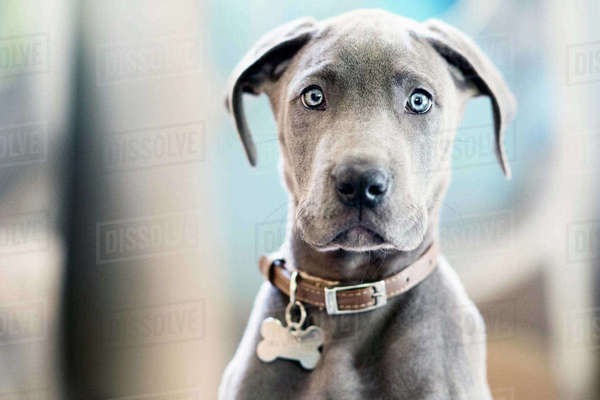 Portrait cute gray Great Dane puppy with blue eyes - Stock Photo - Dissolve
