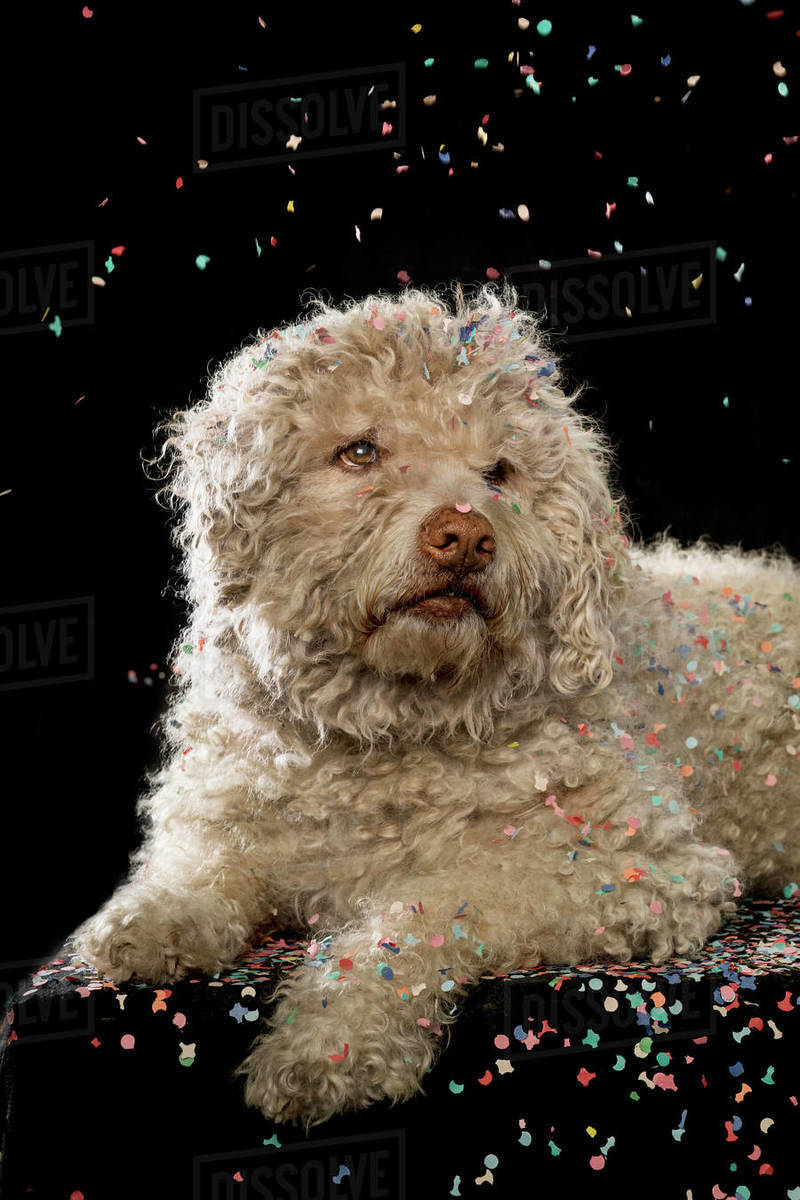 Confetti falling over dog on black background - Stock Photo - Dissolve