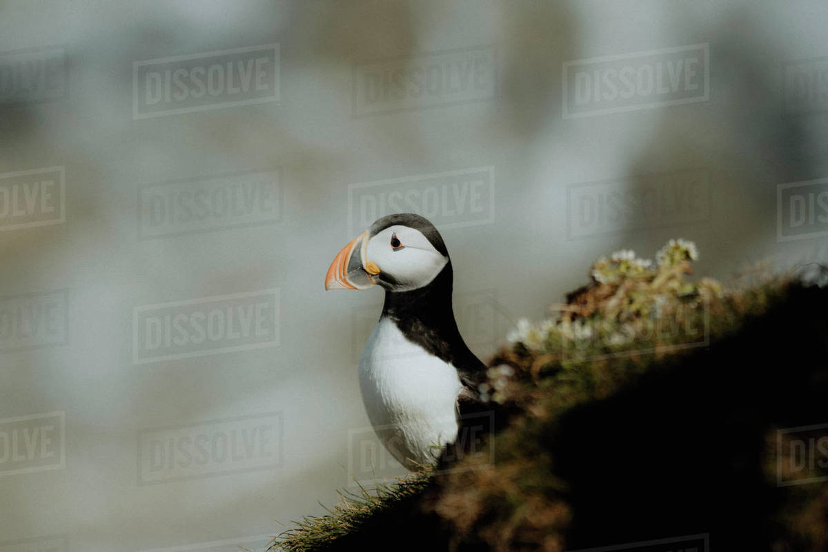 Close up profile of cute puffin looking away - Stock Photo - Dissolve