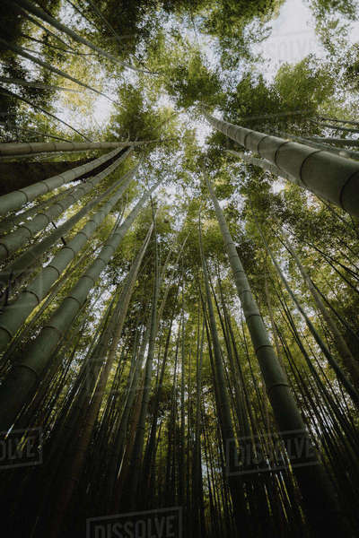 View from below tall bamboo trees growing in forest, Kyoto, Japan ...