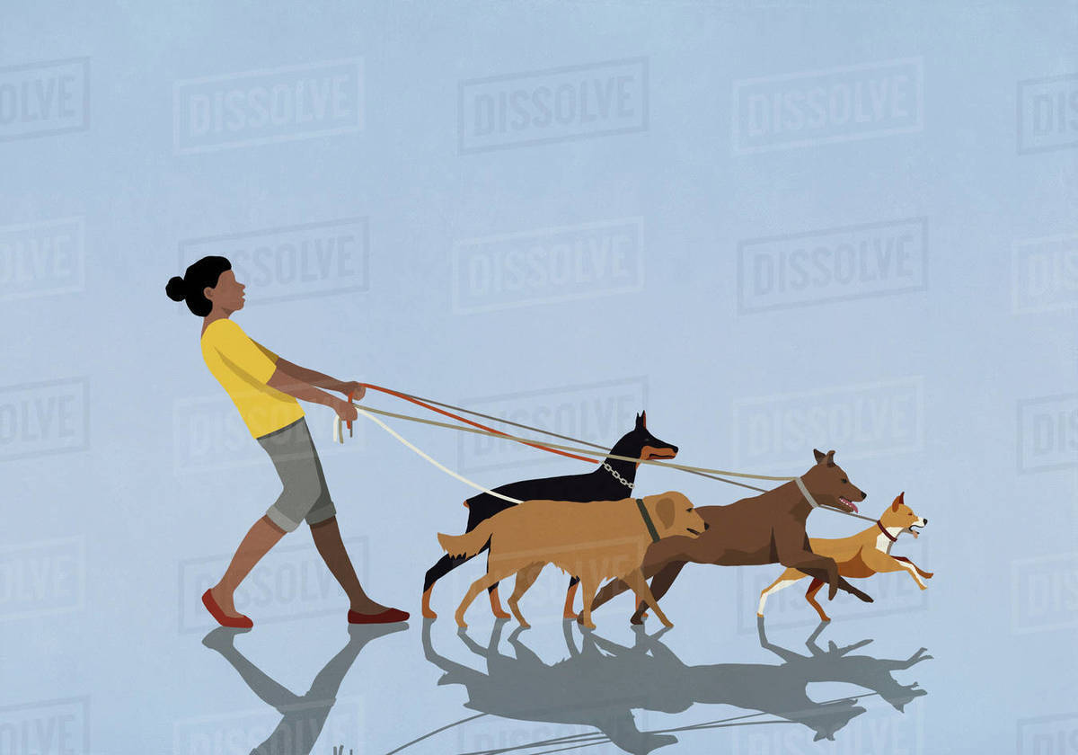 Female dog walker walking dogs on leashes against blue background ...