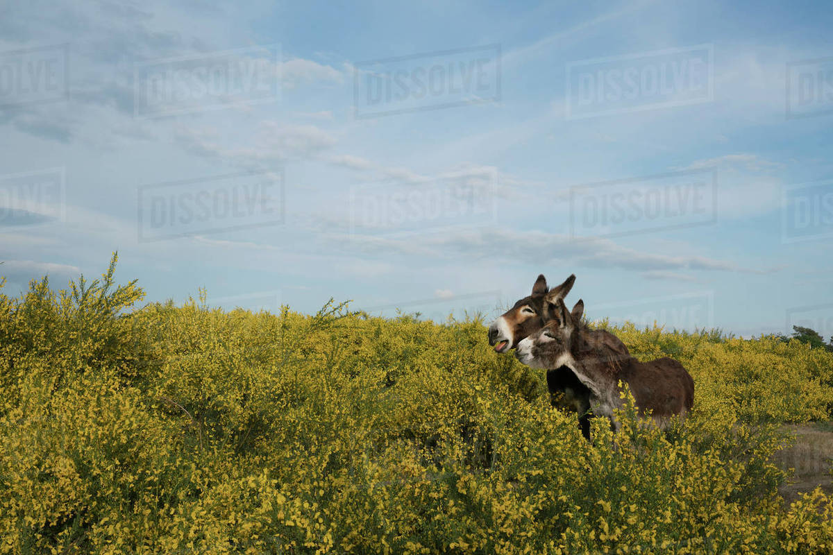 Brown donkeys in rural field with yellow bushes - Royalty-free Stock ...