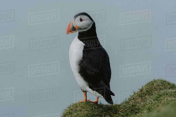 Side view puffin standing in grass, Mykines, Faroe Islands - Stock ...