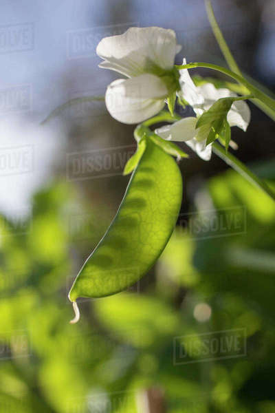 Close up white sweet pea flower and green pea pod growing in sunlight ...
