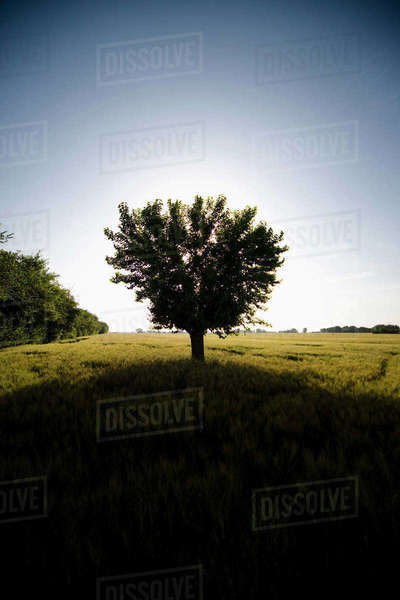 Tree casting a shadow on a field - Royalty-free Stock Photo | Dissolve