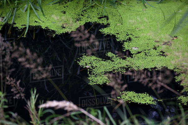 Algae floating on top of pond water - Stock Photo - Dissolve